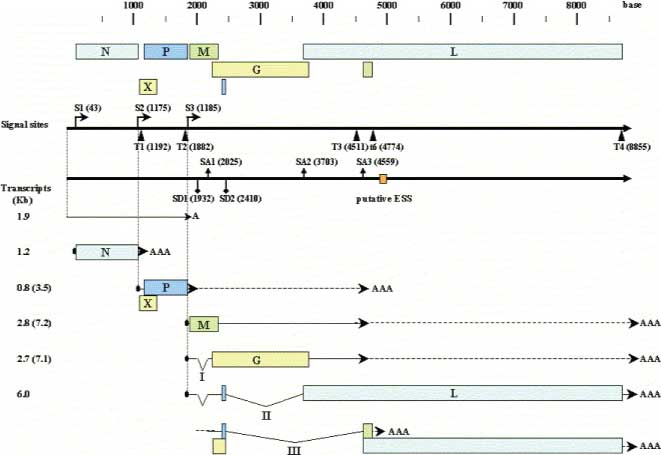 Datei:Bornavirus virion image.svg – Wikipedia