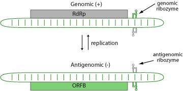 Ambivirus ~ ViralZone