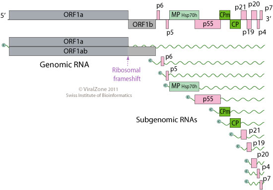 Ampelovirus ~ ViralZone