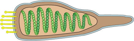 Bottigliavirus ~ ViralZone