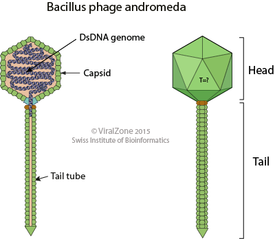 Andromedavirus ~ ViralZone