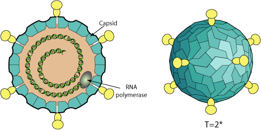 Artiviridae ~ ViralZone