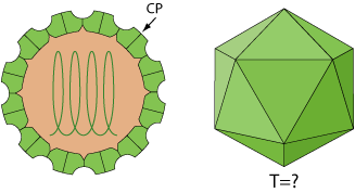 Virtovirus ~ ViralZone