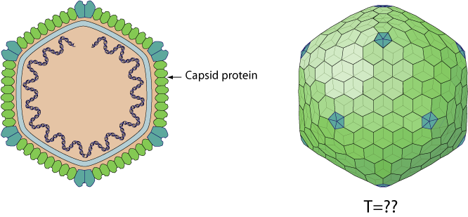 Autolykiviridae ~ ViralZone