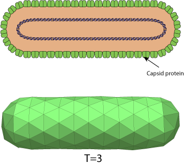 Badnavirus ~ ViralZone