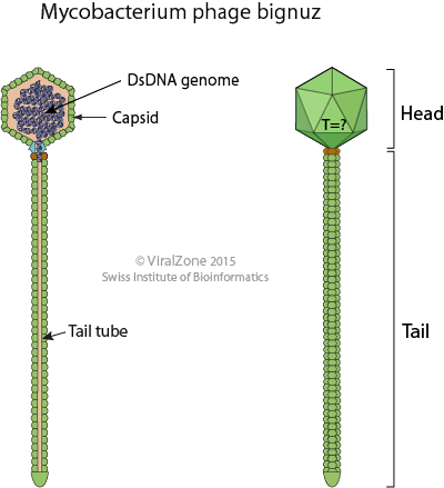 Bignuzvirus ~ ViralZone