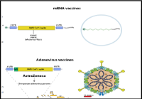 SARS-Cov-2 resource ~ ViralZone