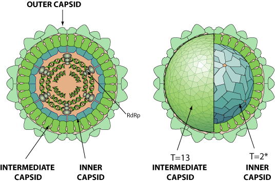 Cardoreovirus ~ ViralZone