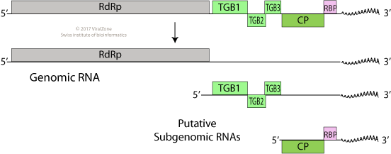 Carlavirus ~ ViralZone
