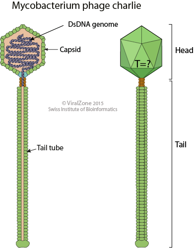 Charlievirus ~ ViralZone