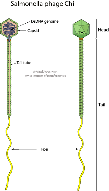 Chivirus ~ ViralZone