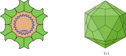 Circoviridae ~ ViralZone