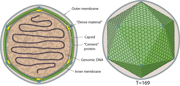 Coccolithovirus ~ ViralZone