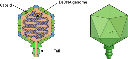 crAss-like phages ~ ViralZone