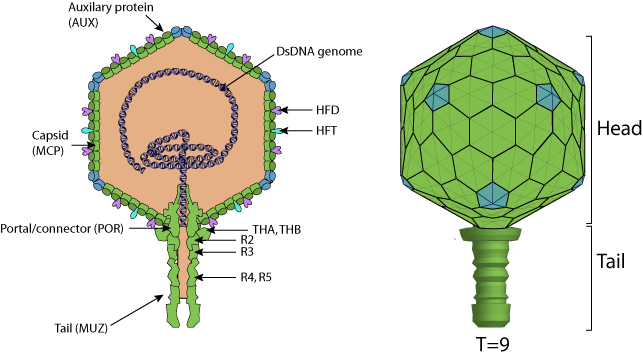 Intestiviridae ~ ViralZone