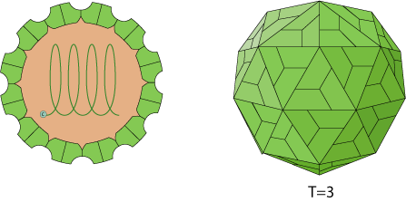 Cucumovirus ~ ViralZone