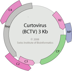 Curtovirus ~ ViralZone