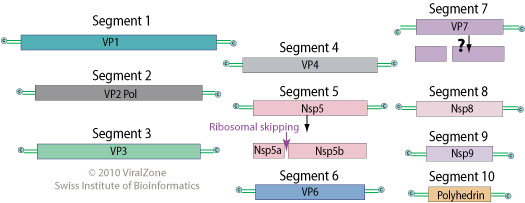 Cypovirus ~ ViralZone page