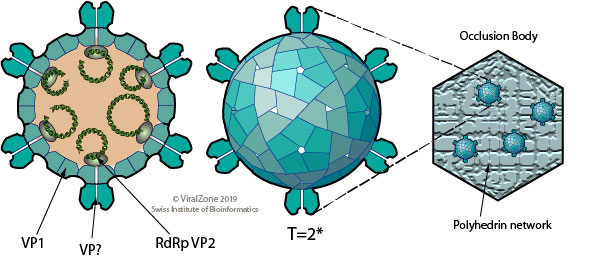 Cypovirus ~ ViralZone