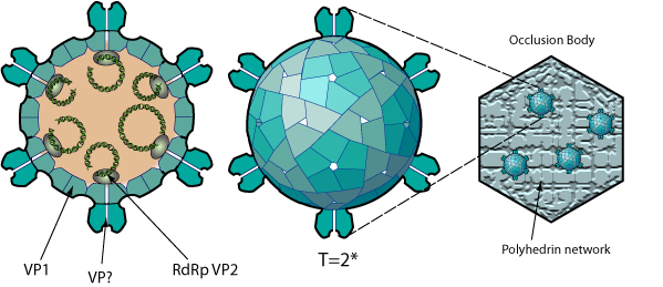 Cypovirus ~ ViralZone