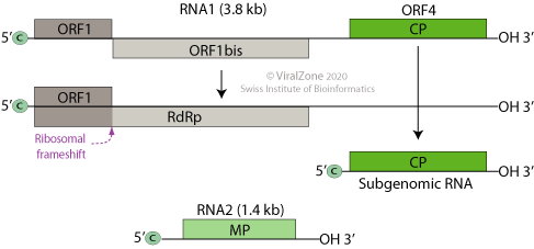 Dianthovirus ~ ViralZone