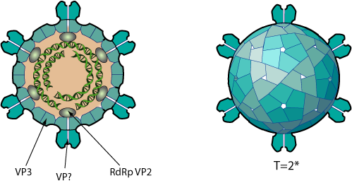 Dinovernavirus ~ ViralZone