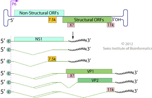 Erythroparvovirus ~ ViralZone