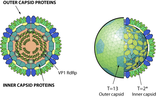 Fijivirus ~ ViralZone