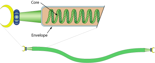 Captovirus ~ ViralZone
