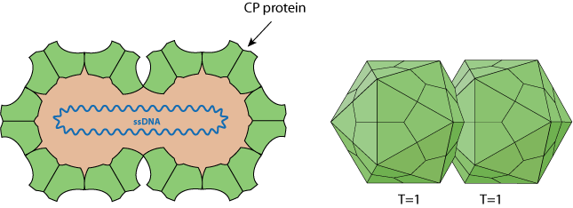 Turncurtovirus ~ ViralZone