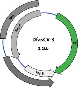 Gemyduguivirus ~ ViralZone