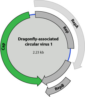 Gemykibivirus ~ ViralZone