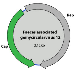 Gemytondvirus ~ ViralZone