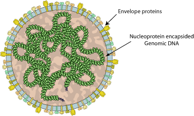 Alphaglobulovirus ~ ViralZone