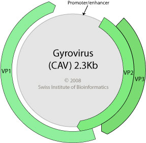 Gyrovirus ~ ViralZone