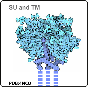 ENV-page ~ ViralZone