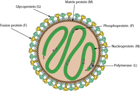 Henipavirus ~ ViralZone