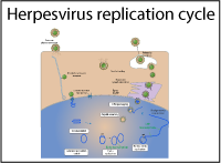 Herpes homepage ~ ViralZone