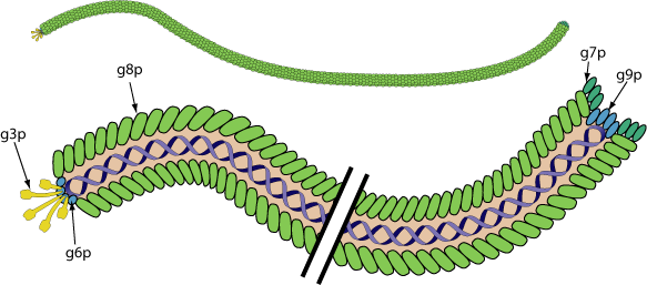 Inoviridae ~ ViralZone