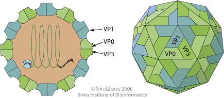 Kobuvirus ~ ViralZone