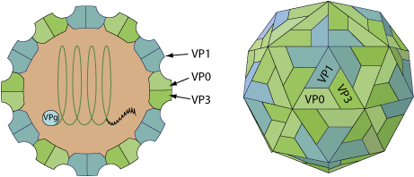 Parechovirus ~ ViralZone