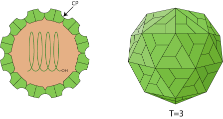 Polerovirus ~ ViralZone