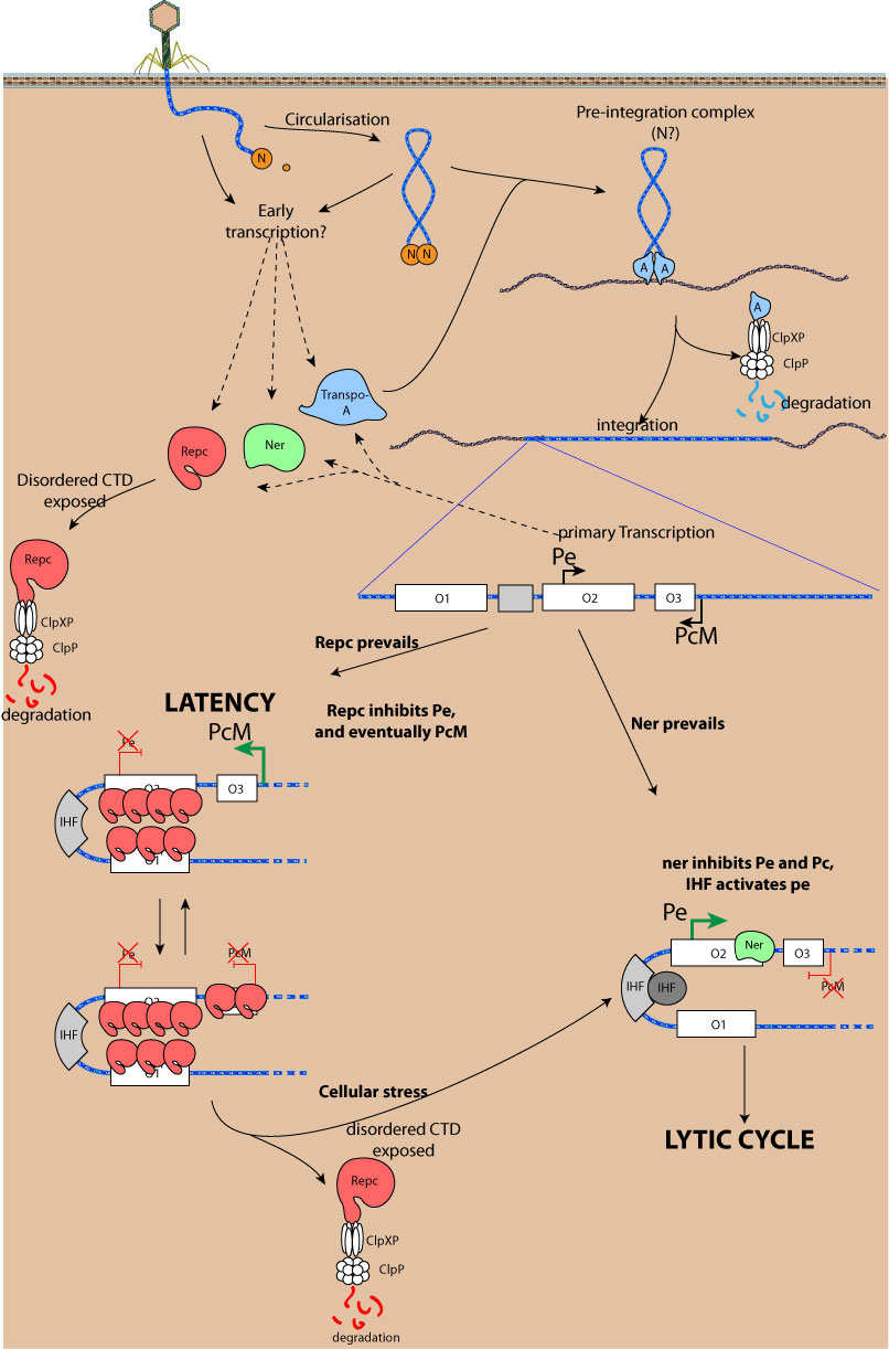 Mu switch ~ ViralZone