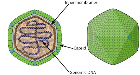 Marseillevirus ~ ViralZone