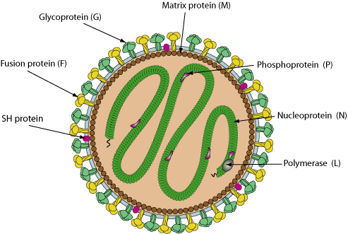 Metapneumovirus ~ ViralZone