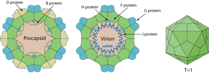 Chlamydiamicrovirus ~ ViralZone