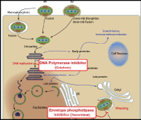 Poxviruses resource ~ ViralZone