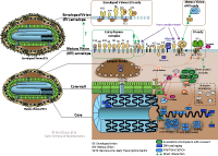 Poxviruses resource ~ ViralZone
