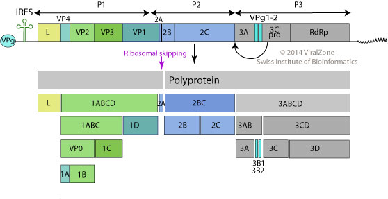 Mosavirus ~ ViralZone