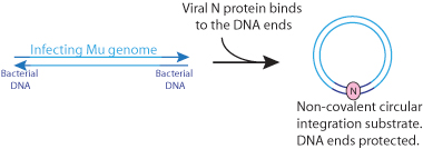 Mu phage cycle ~ ViralZone